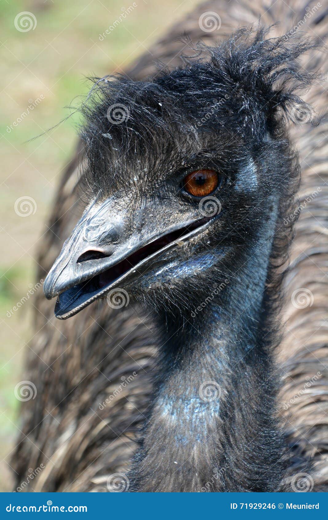The emu stock photo. Image of fluffy, nature, close, hair - 71929246