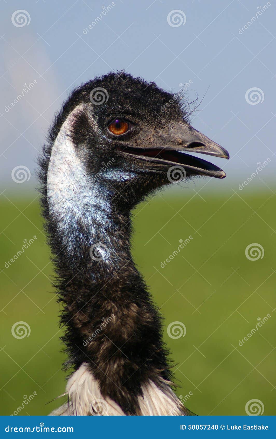 Emu stock photo. Image of neck, bird, smiling, beak, head - 50057240