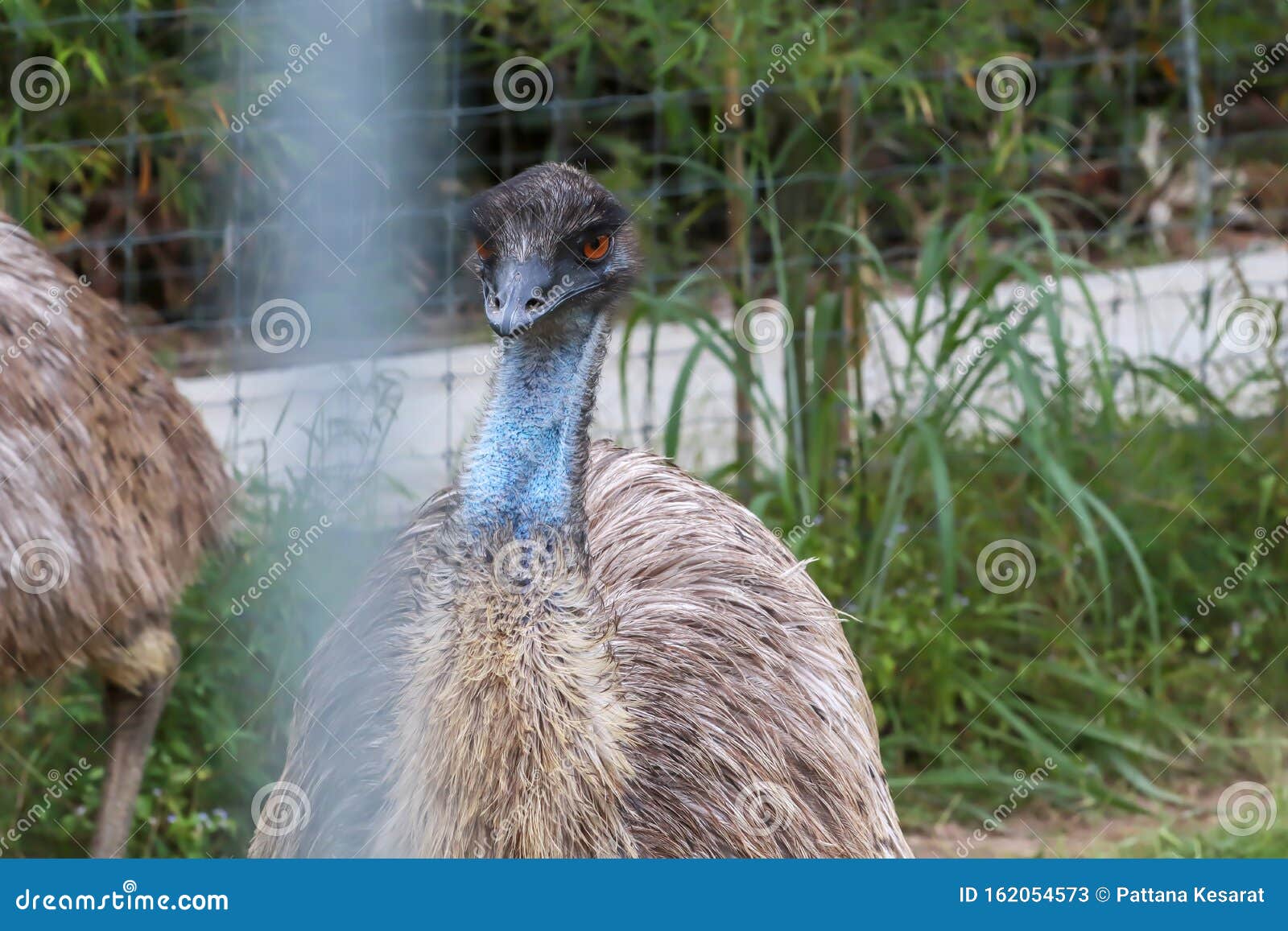 Emu is looking camera stock image. Image of flightless - 162054573