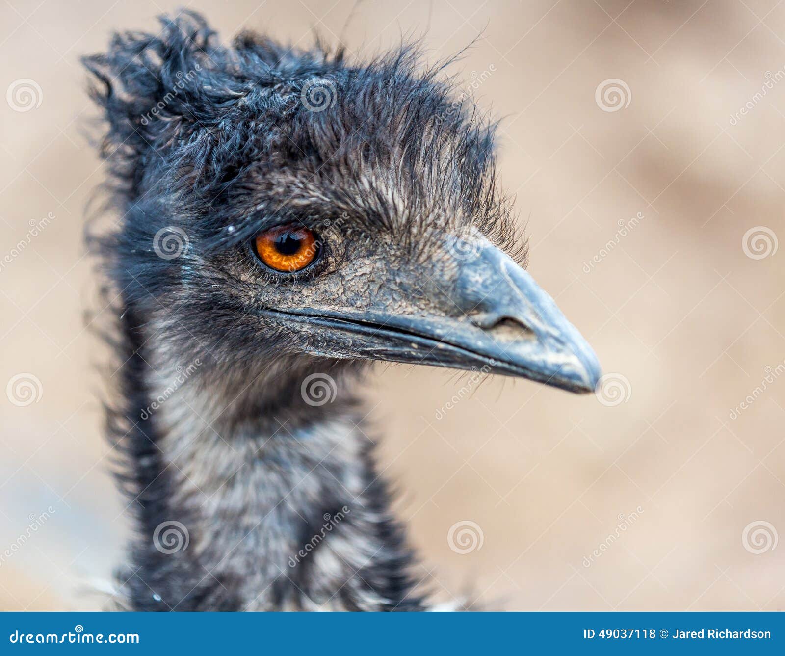 Emu Looking Right Closeup stock photo. Image of walking - 49037118