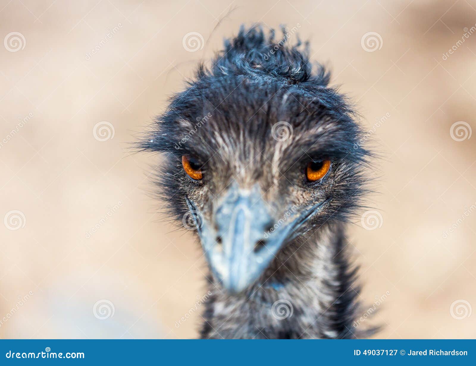 Emu Looking Straight Closeup Stock Image - Image of animal, shallow ...