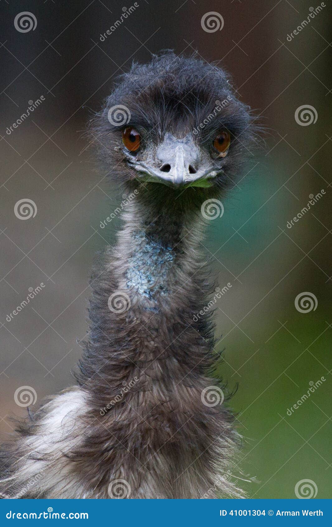 Emu stock photo. Image of right, camera, bird, large - 41001304
