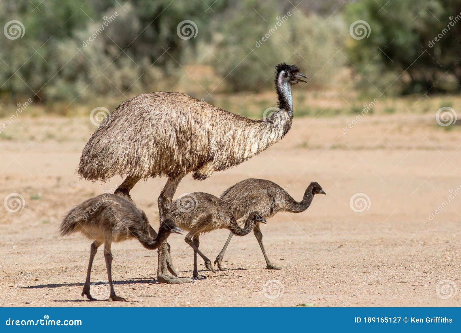 Emu imagen de archivo. Imagen de australia, fauna, pista - 189165127