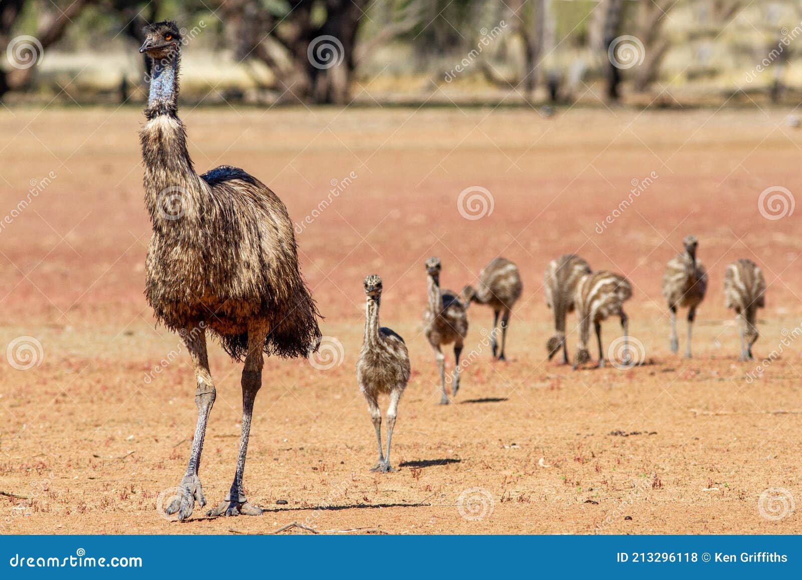 Emu masculino y pollitos foto de archivo. Imagen de multitud - 213296118