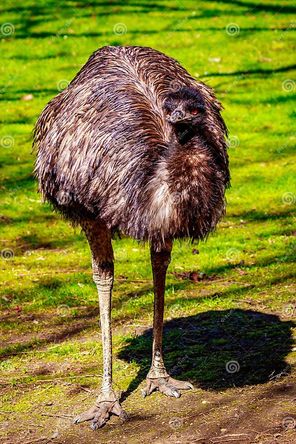 Emu on Meadow stock photo. Image of north, washington - 69090276