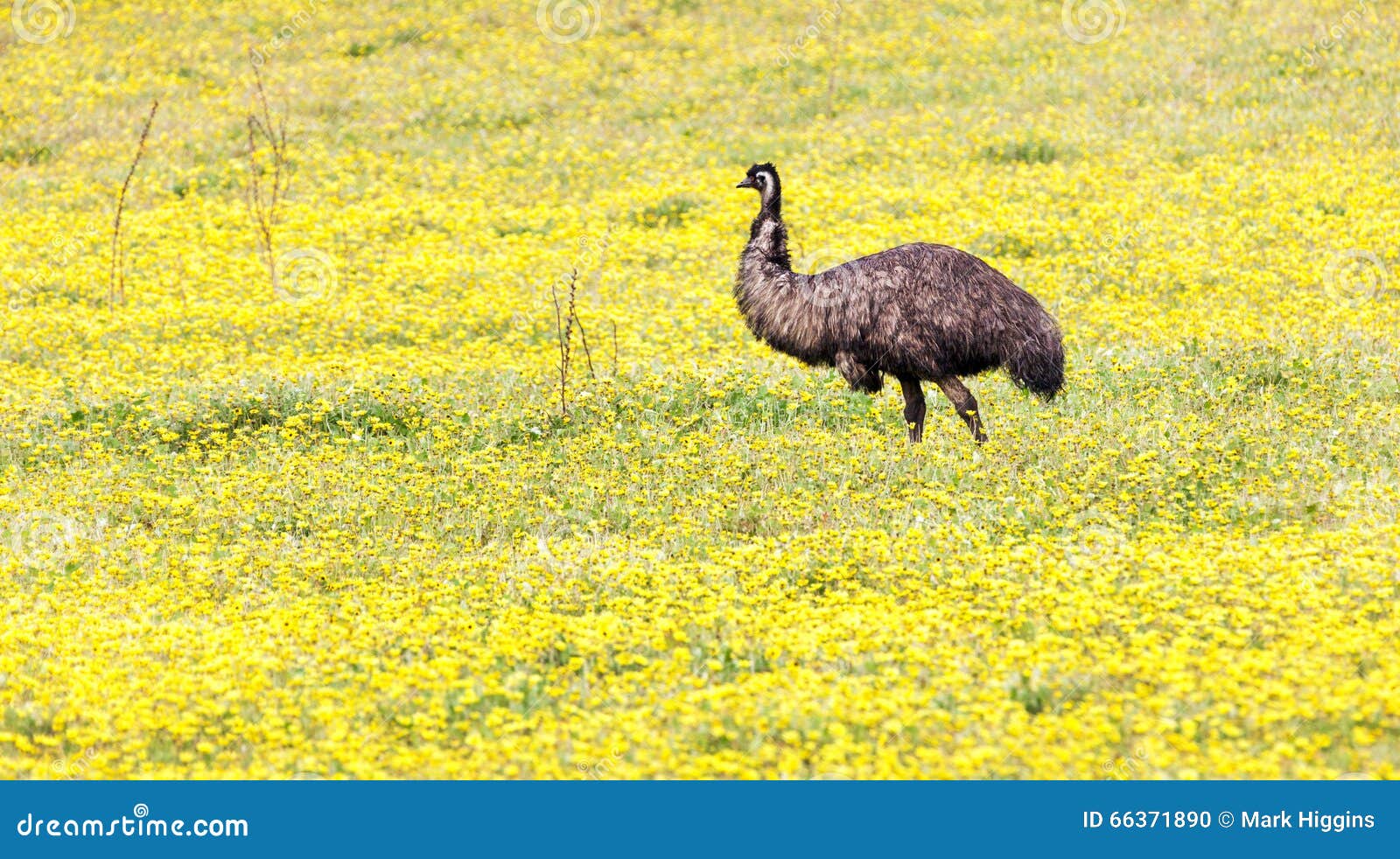 Emu in Meadow with Yellow Flowers Stock Photo - Image of farm, funny ...