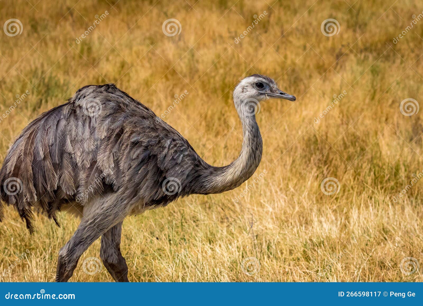 Emu in the open stock image. Image of novaehollandiae - 266598117
