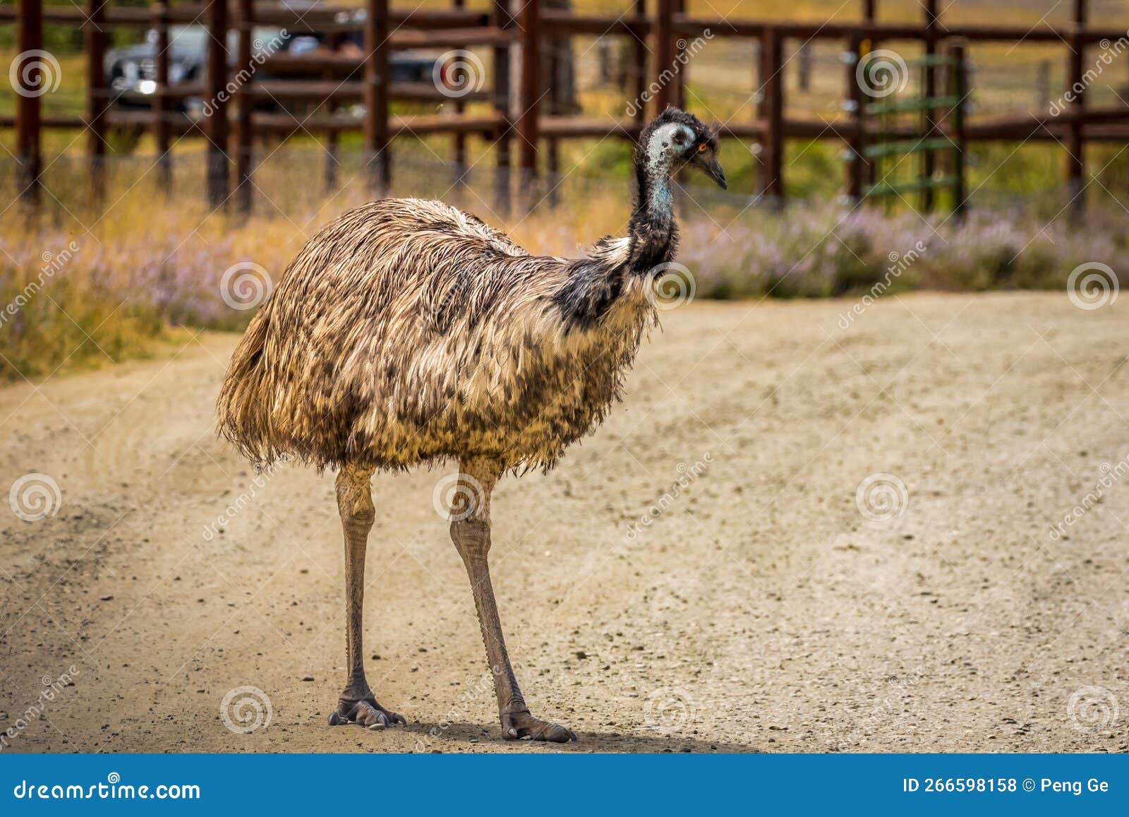 Emu in the open stock photo. Image of travel, wildlife - 266598158
