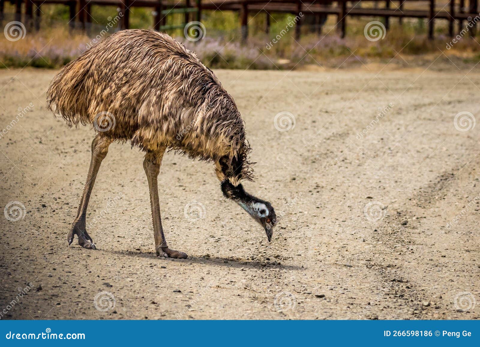 Emu in the open stock photo. Image of birds, wild, famous - 266598186