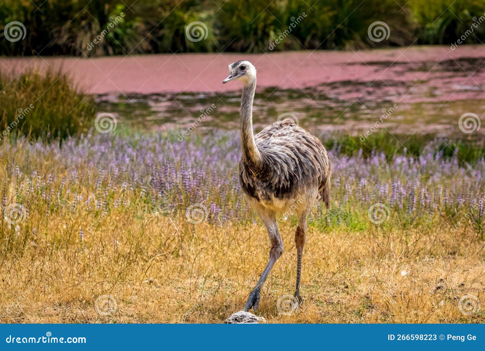 Emu in the open stock image. Image of wild, local, focus - 266598223
