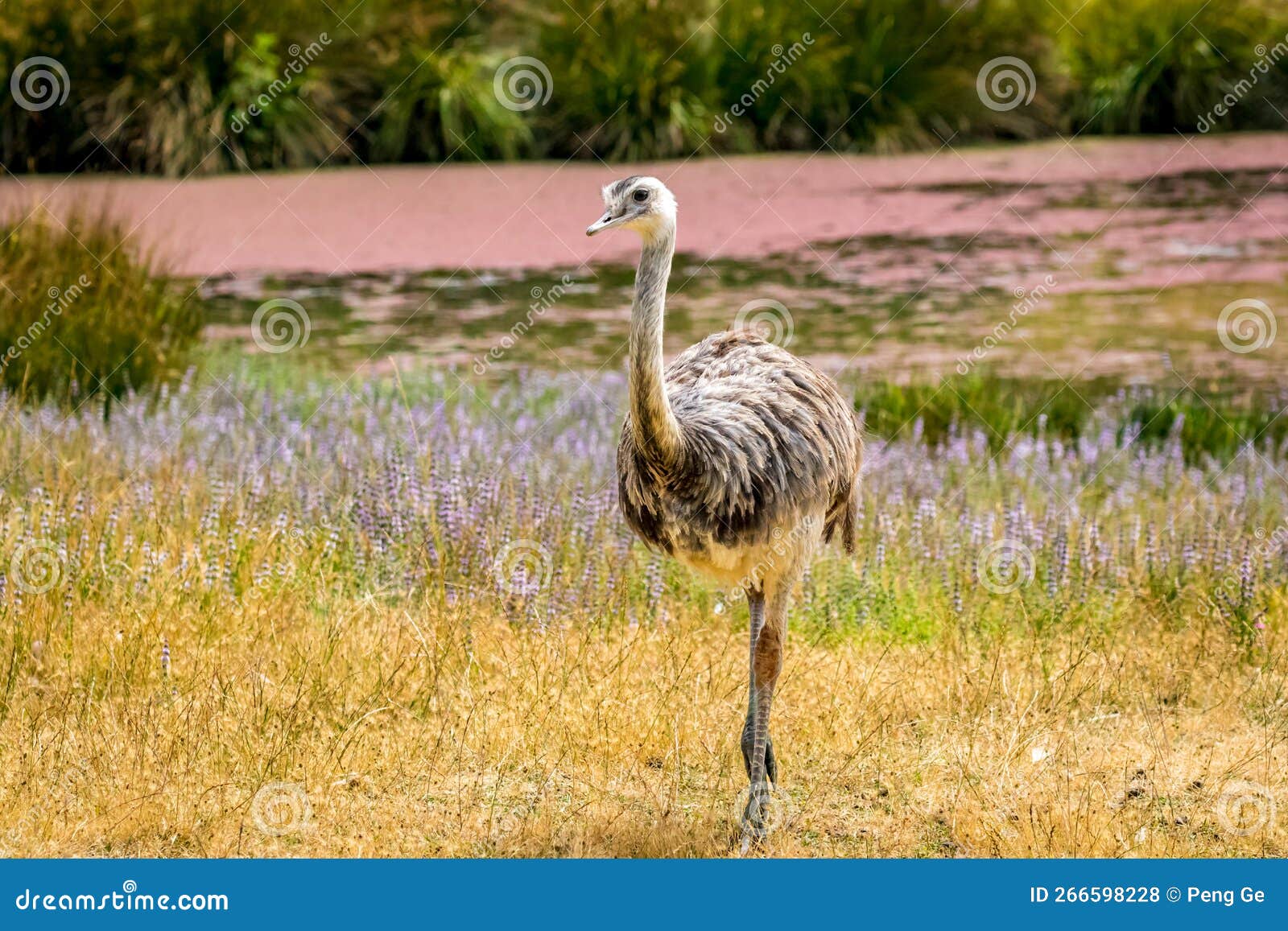 Emu in the open stock photo. Image of wildlife, color - 266598228