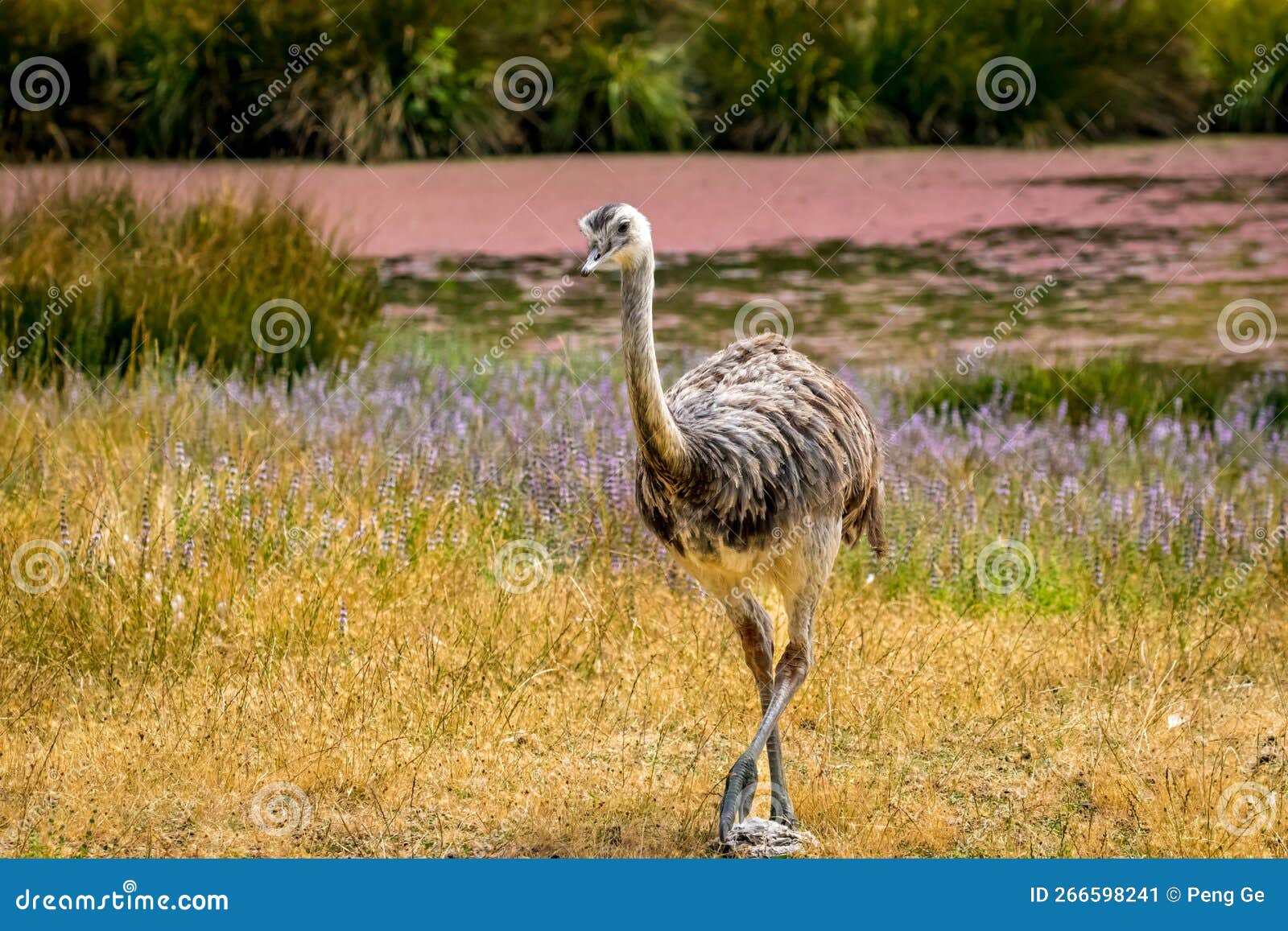 Emu in the open stock image. Image of bird, famous, travel - 266598241