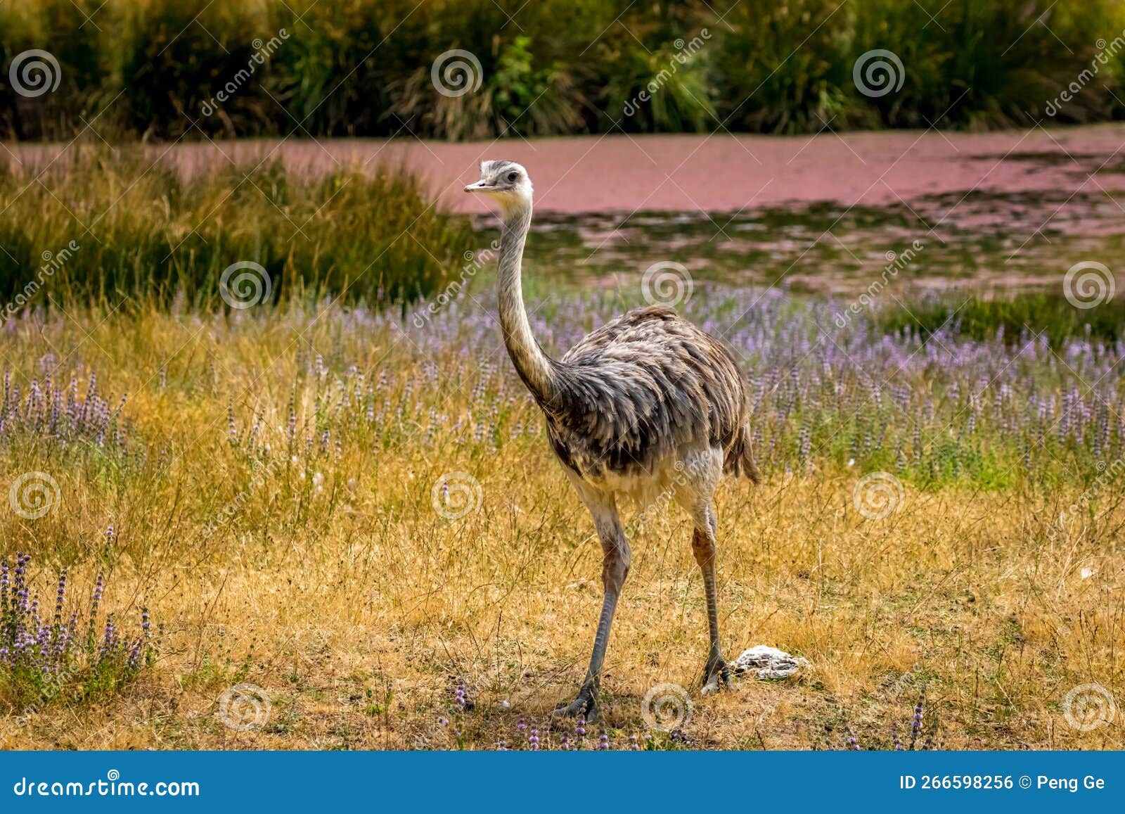 Emu in the open stock photo. Image of flightless, oregon - 266598256