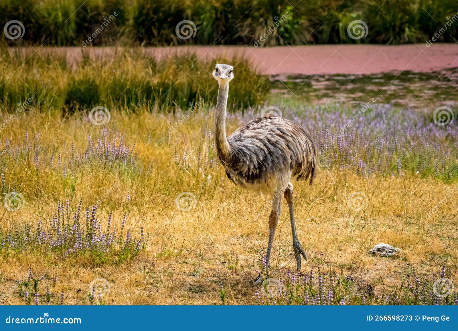 Emu in the open stock image. Image of north, place, birds - 266598273