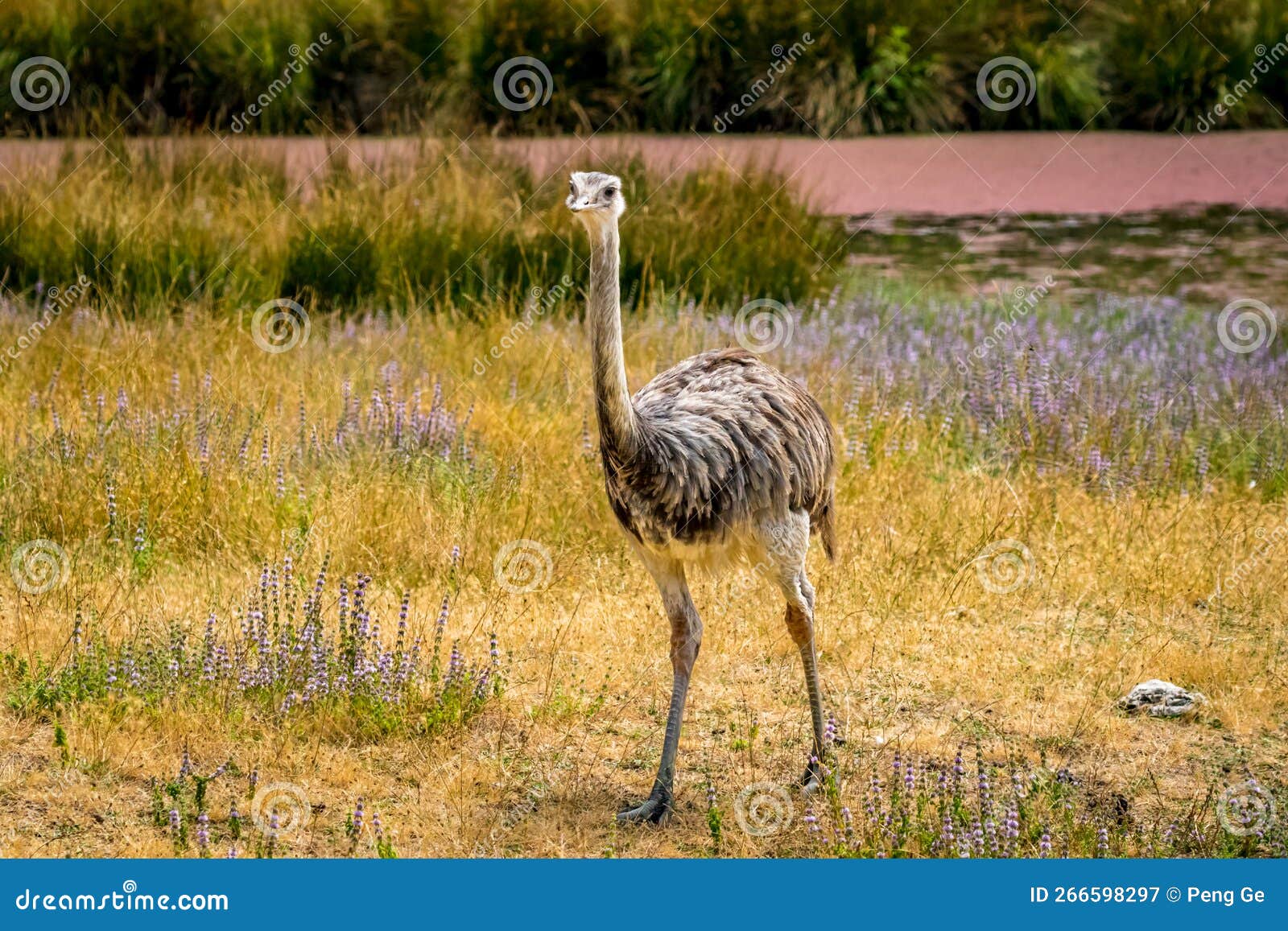 Emu in the open stock image. Image of dromaius, animals - 266598297