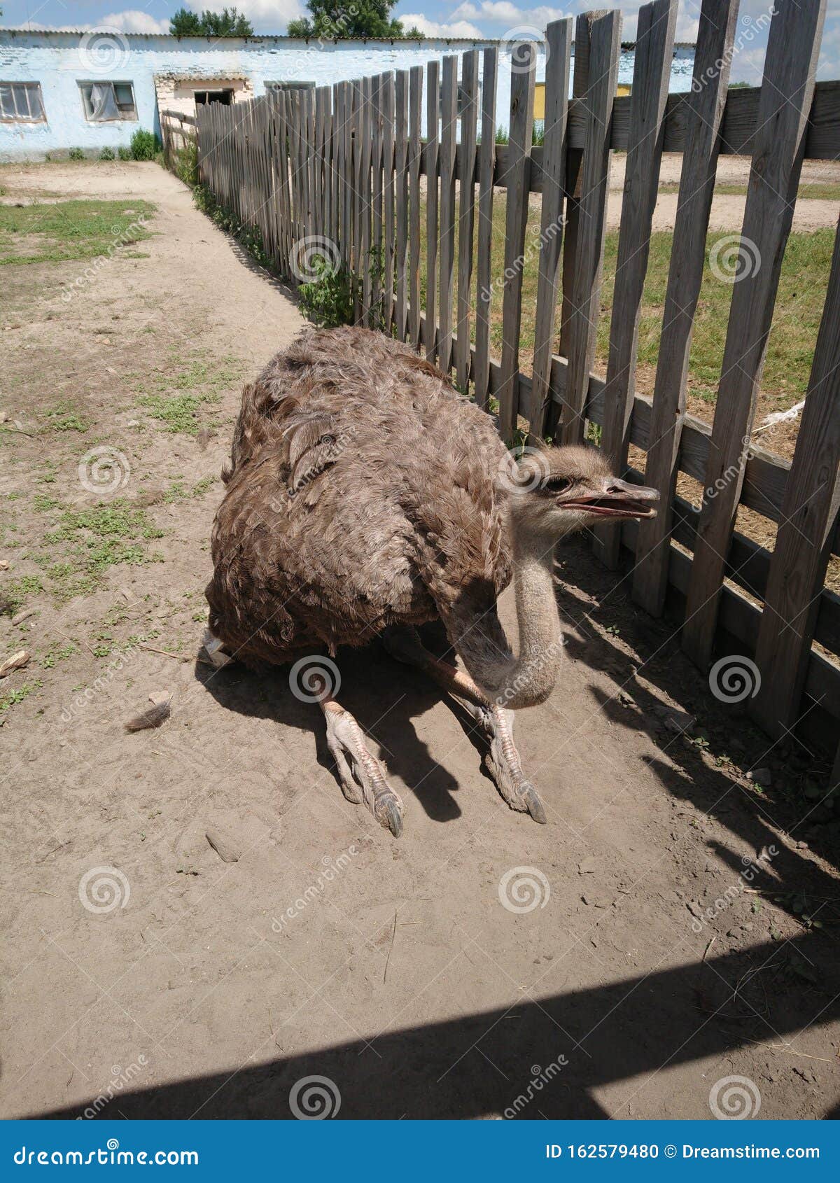 Ostrich Sitting Stock Photos - Download 476 Royalty Free Photos