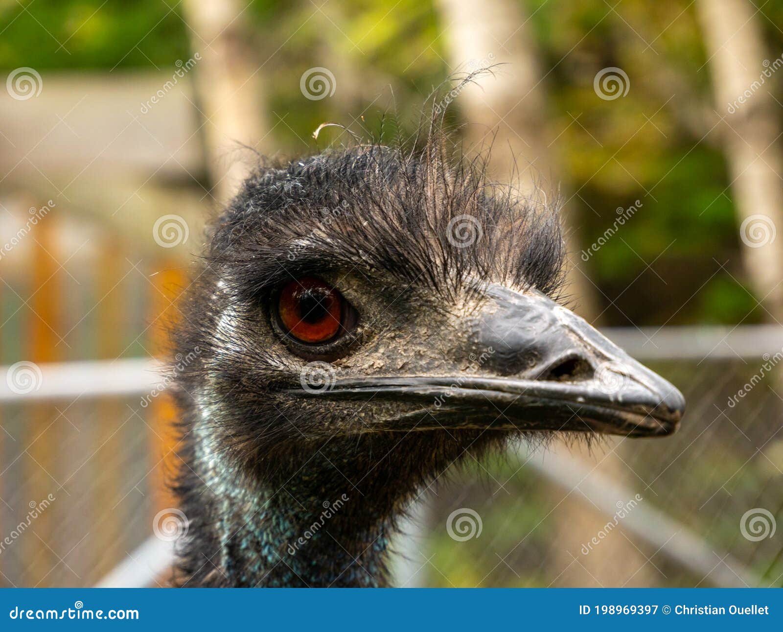 A Emu/Ostrich Staring at You Stock Image - Image of bird, colorful ...
