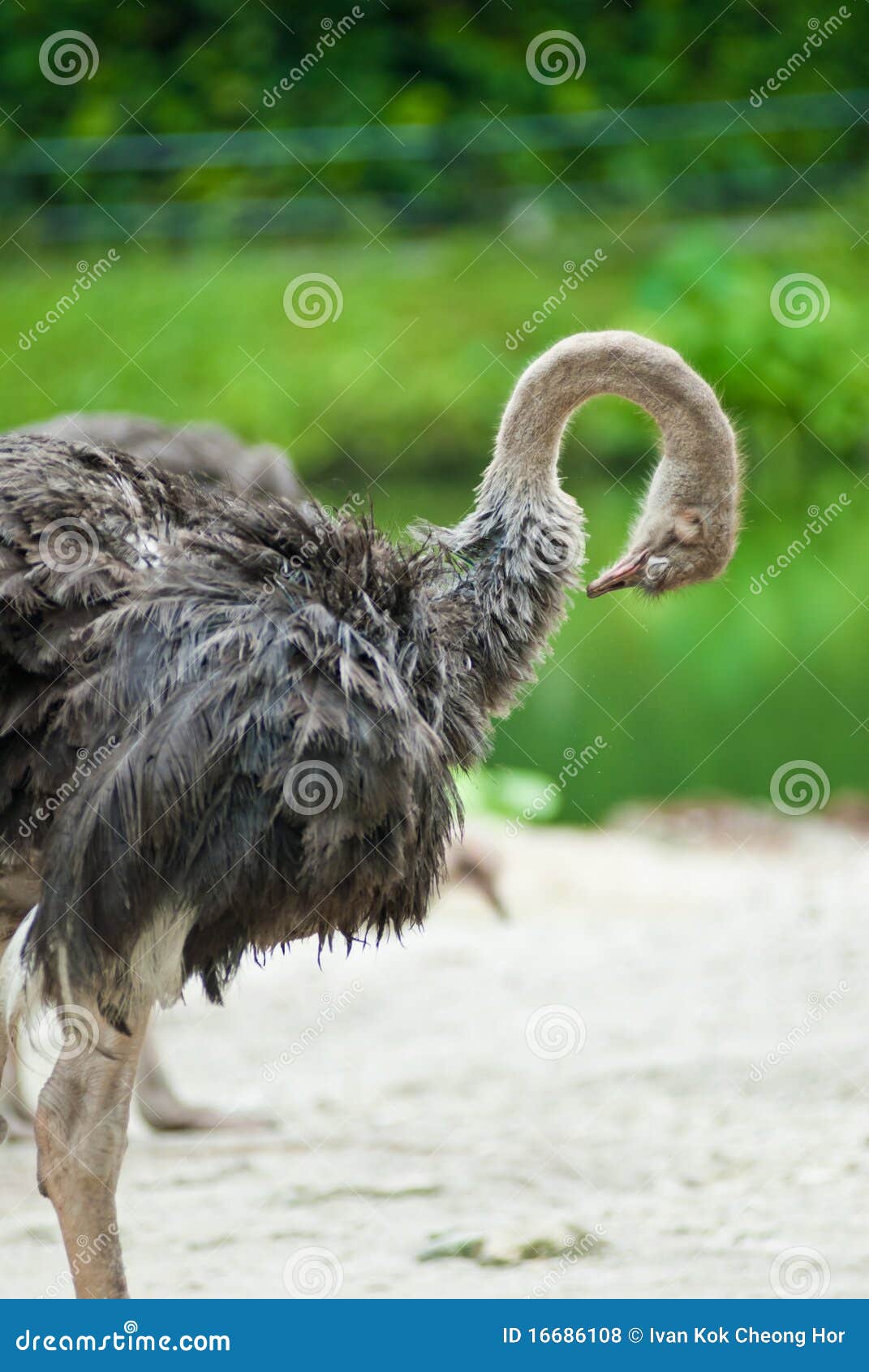 Emu ou avestruz foto de stock. Imagem de olhar, lago - 16686108