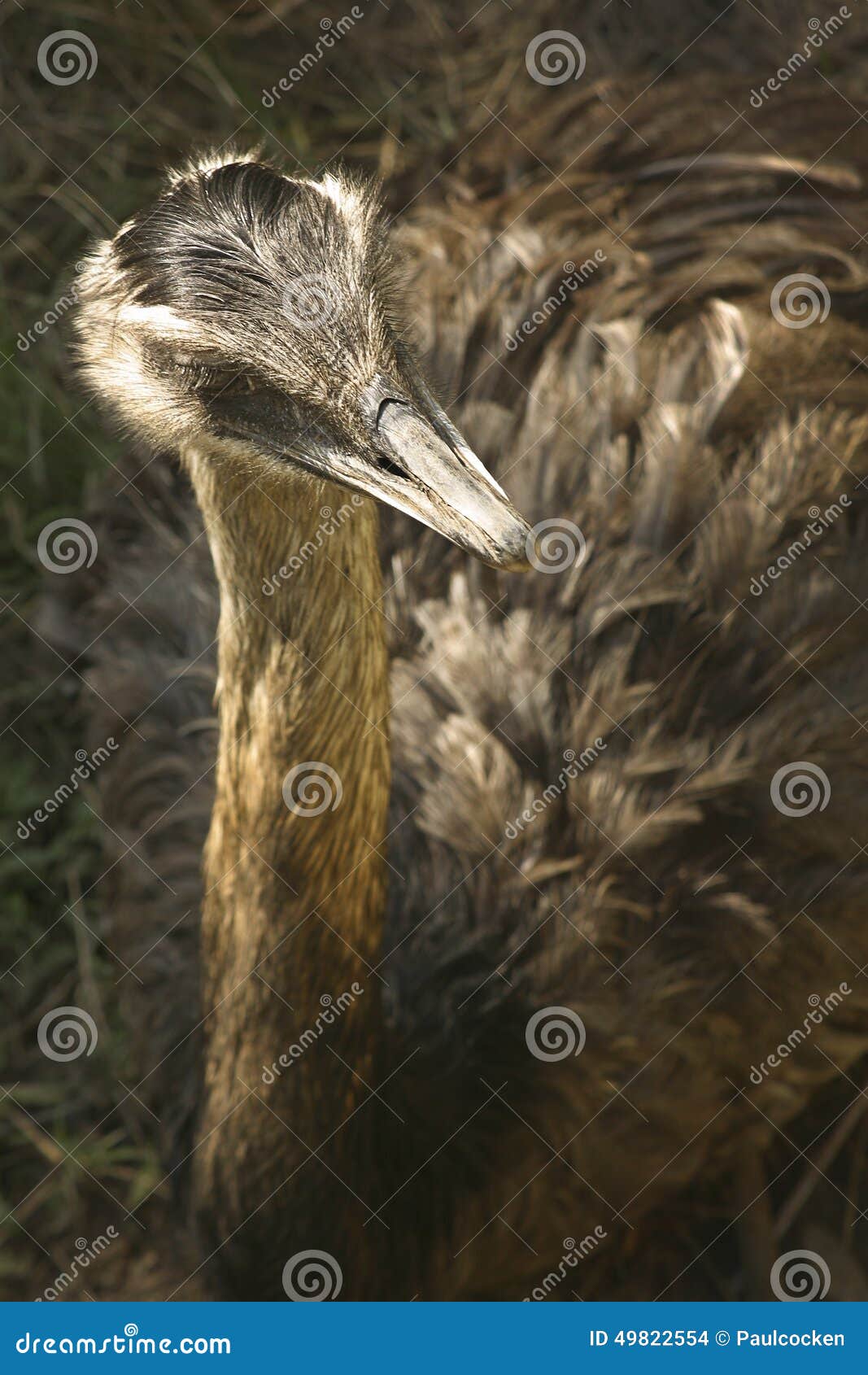 EMU stock photo. Image of feathers, indigenous, flightless - 49822554
