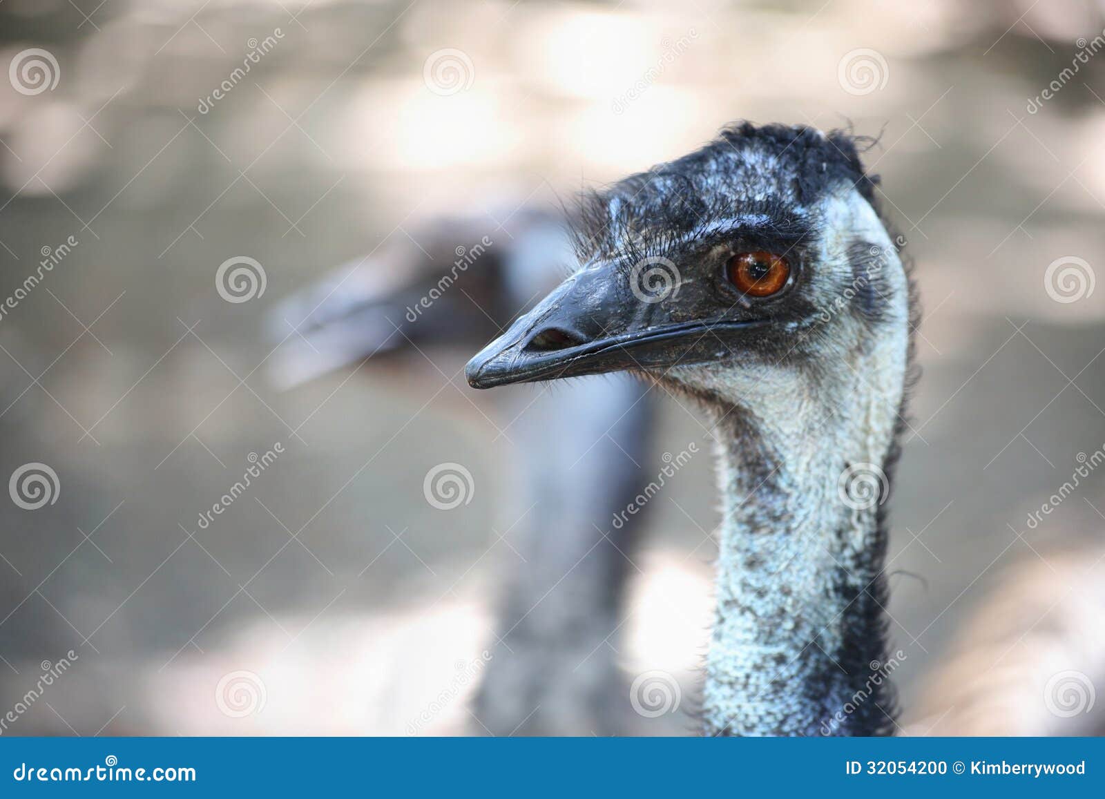 Emu stock photo. Image of hair, head, animal, beak, culture - 32054200