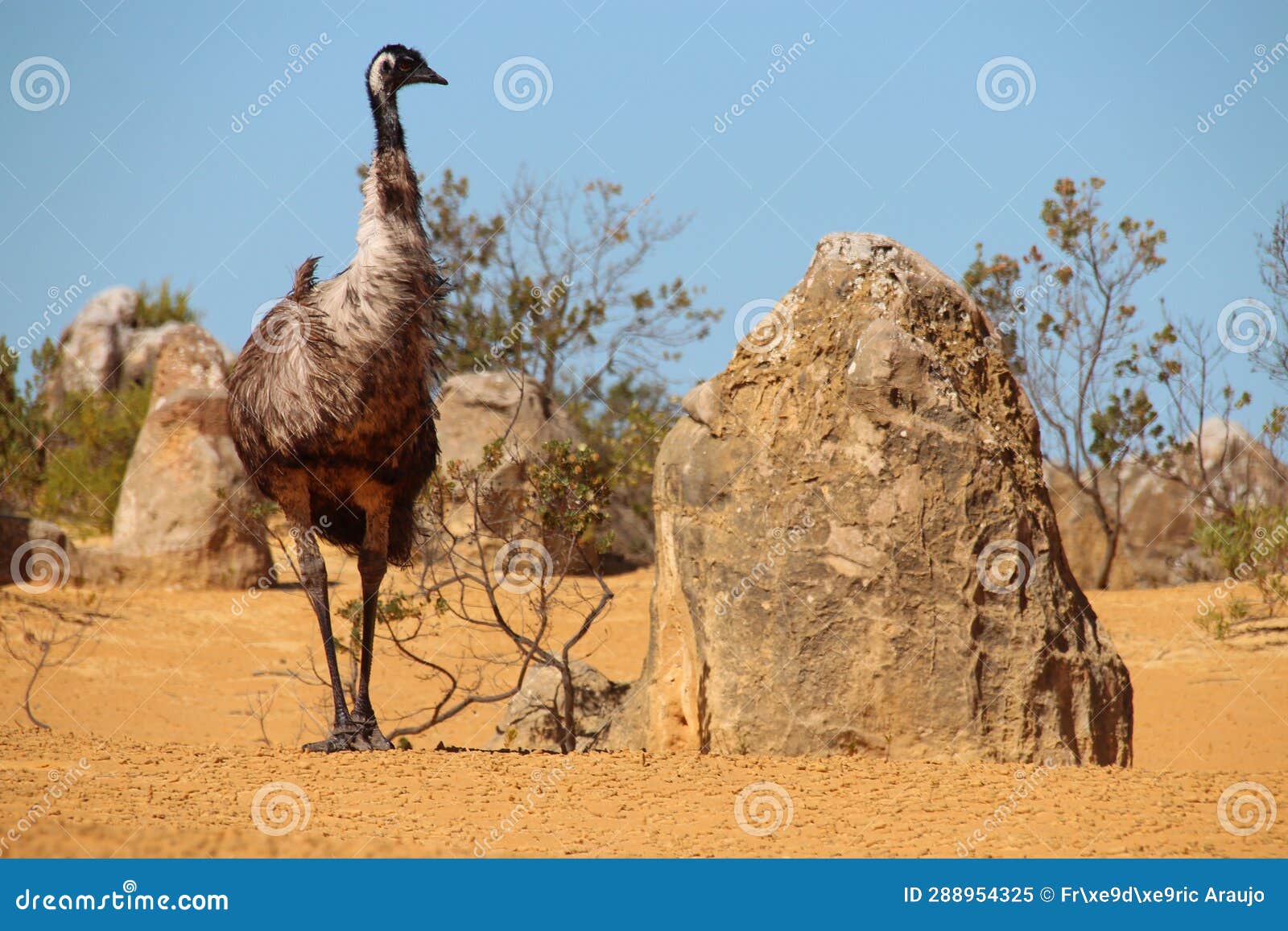 Emu - Pinnacles - Western Australia Stock Image - Image of desert ...