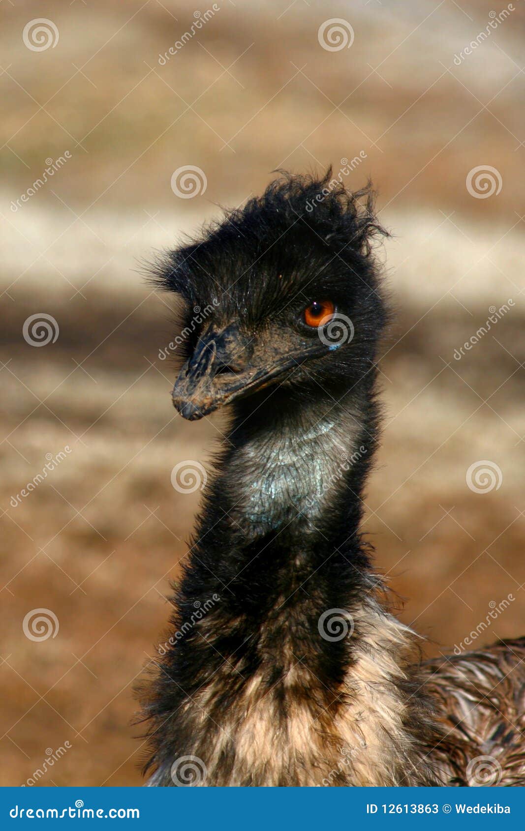 Emu Portrait stock image. Image of orange, isolated, detail - 12613863