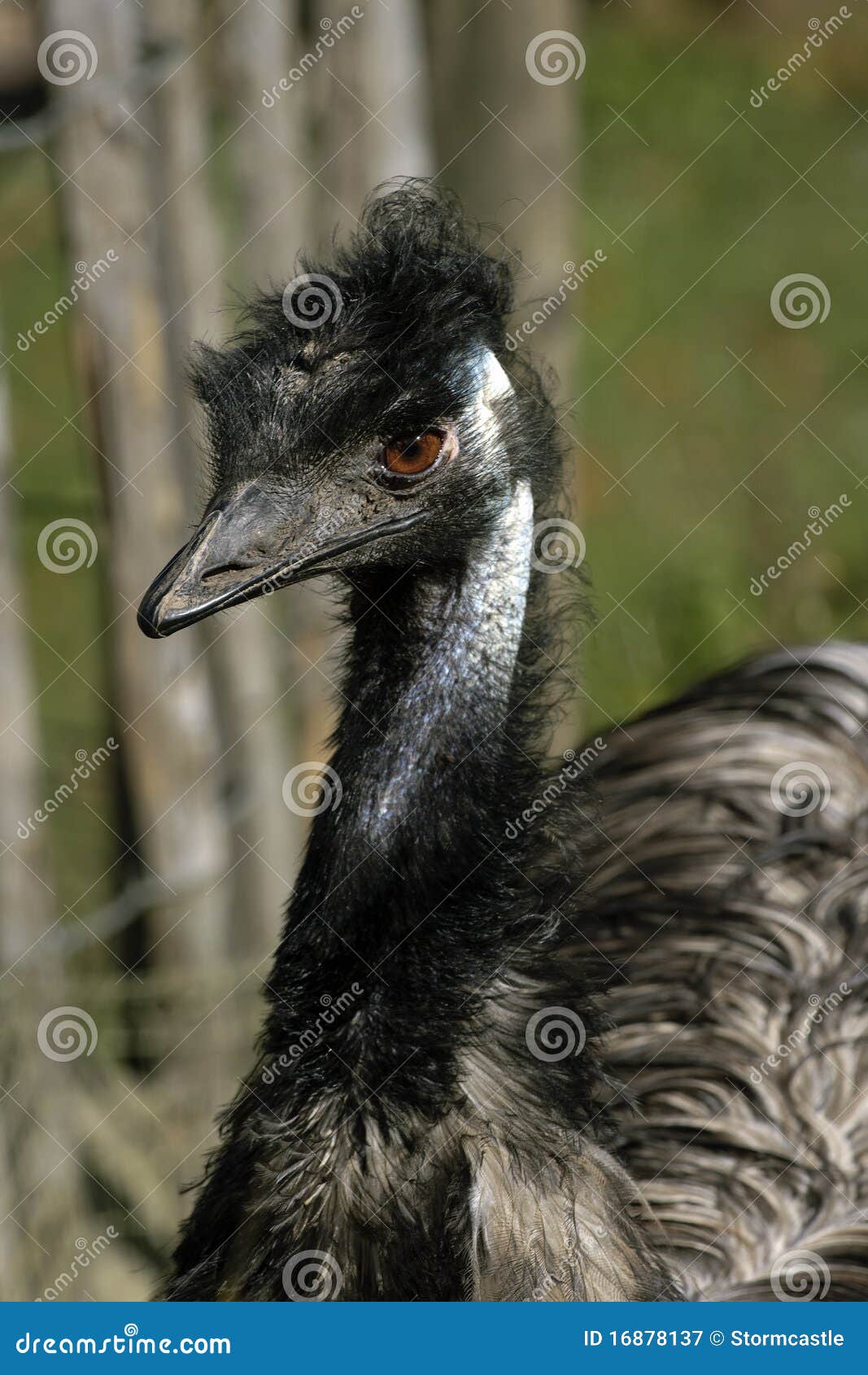 Emu Portrait stock image. Image of feather, portrait - 16878137