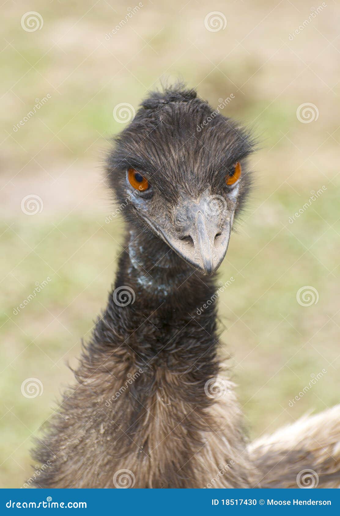 Emu portrait stock photo. Image of animal, undomesticated - 18517430