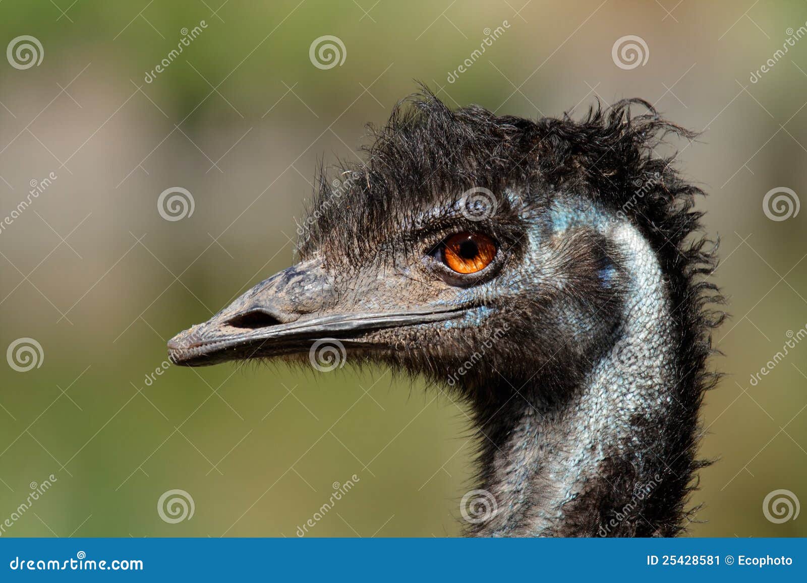 Emu portrait stock image. Image of wilderness, neck, tall - 25428581