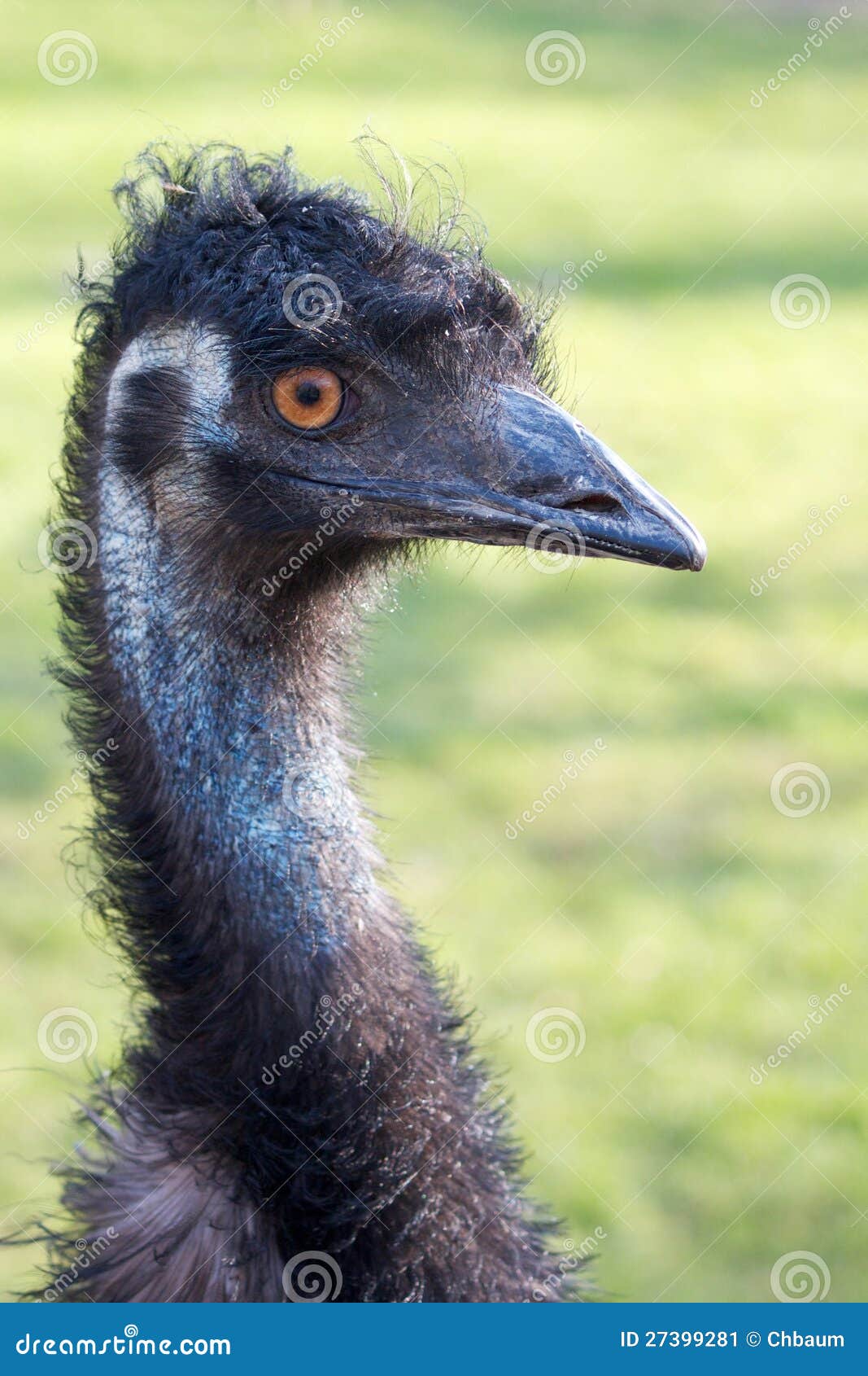 Emu portrait stock image. Image of front, fauna, park - 27399281