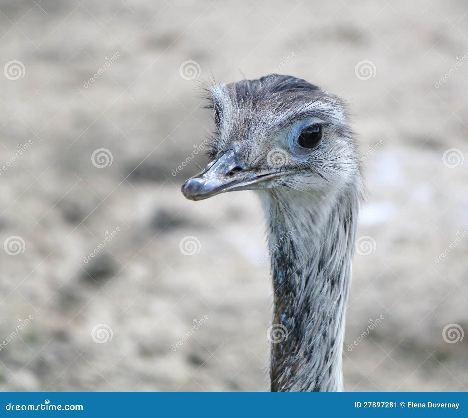 Emu portrait stock image. Image of background, curiosity - 27897281