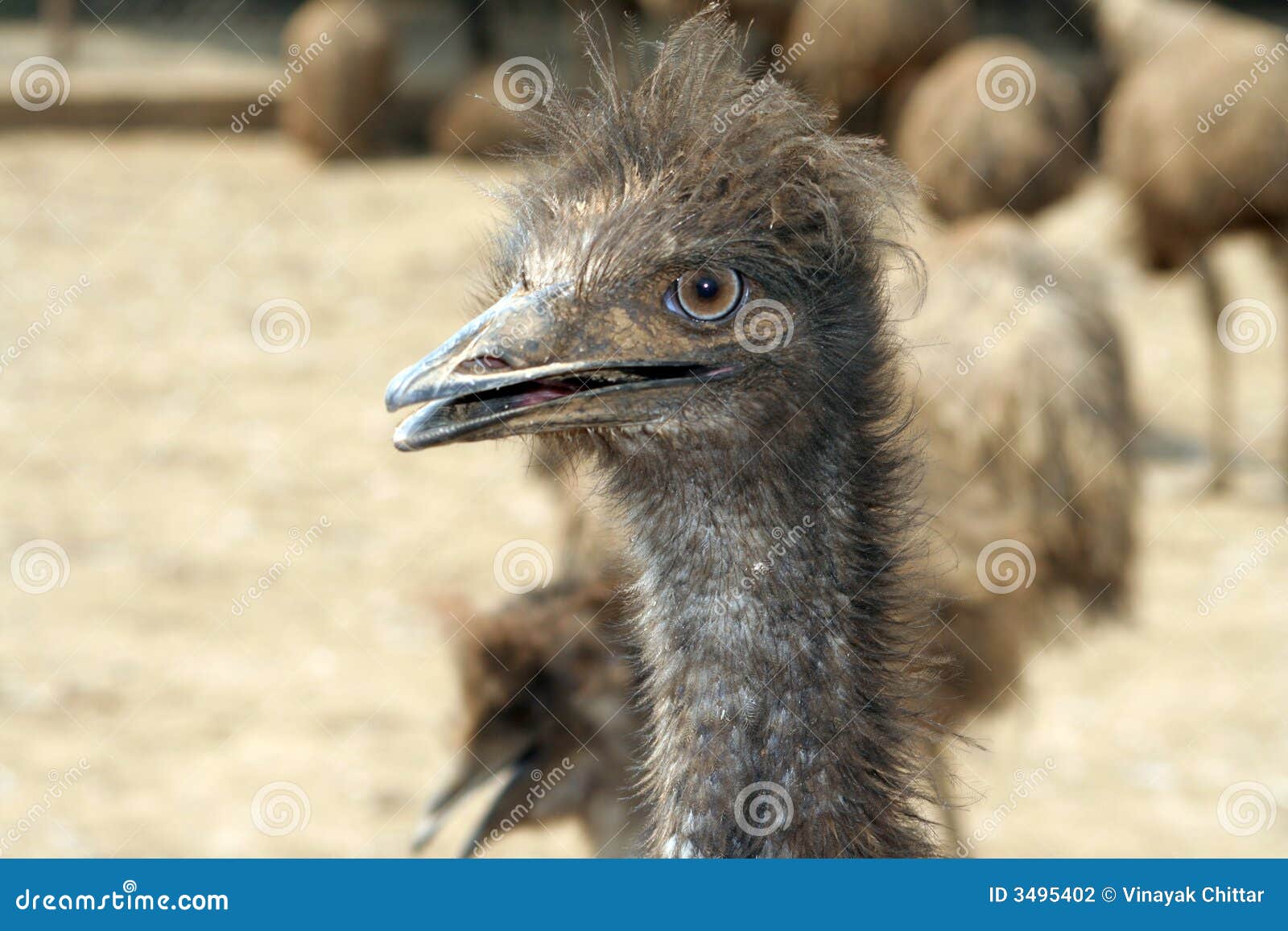 EMU PORTRAIT stock photo. Image of flightless, ostrich - 3495402