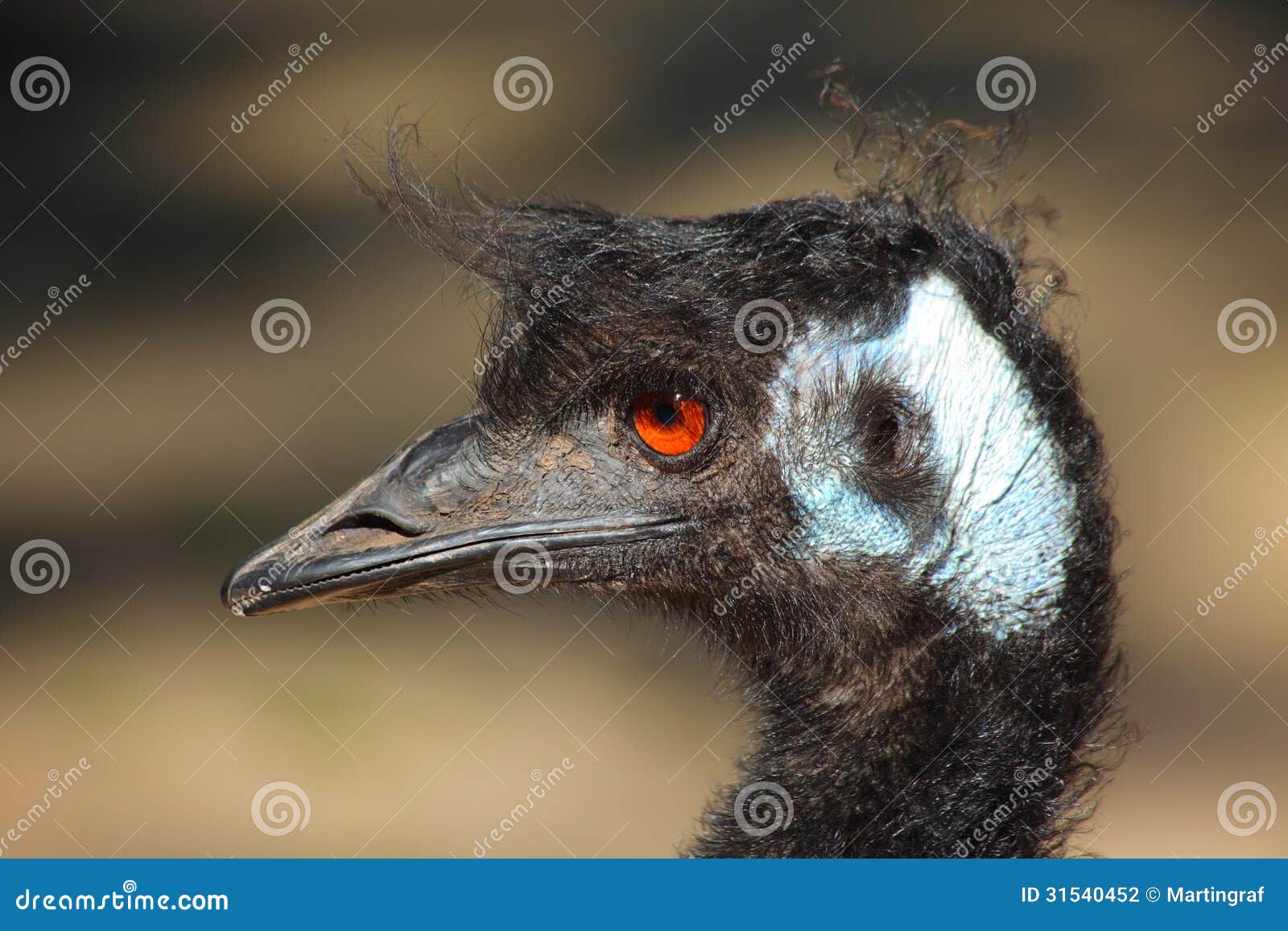 Emu head close-up stock photo. Image of beak, creature - 31540452