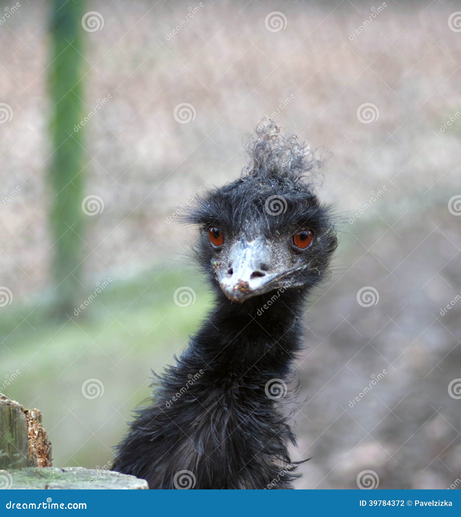 Emu stock photo. Image of smile, runner, portrait, bird - 39784372