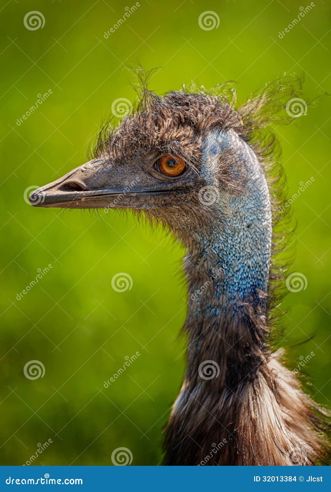 Emu Portrait stock photo. Image of vertical, close, windswept - 32013384