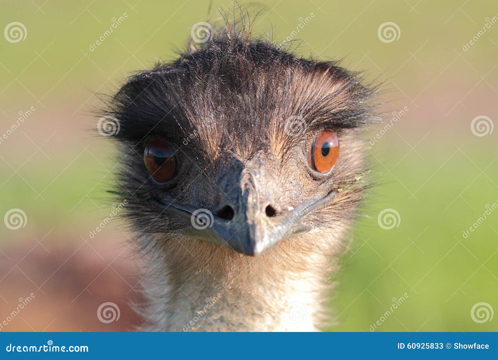 Emu portrait stock image. Image of novaehollandiae, face - 60925833