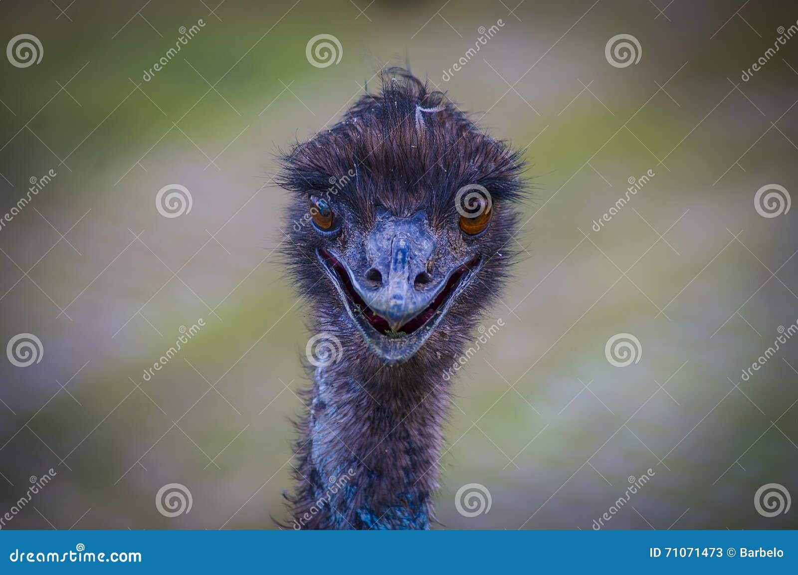 Emu portrait stock image. Image of looking, neck, nature - 71071473