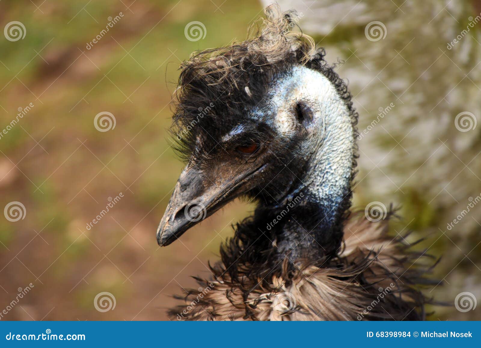 Emu with punk hair stock photo. Image of flightless, punk - 68398984