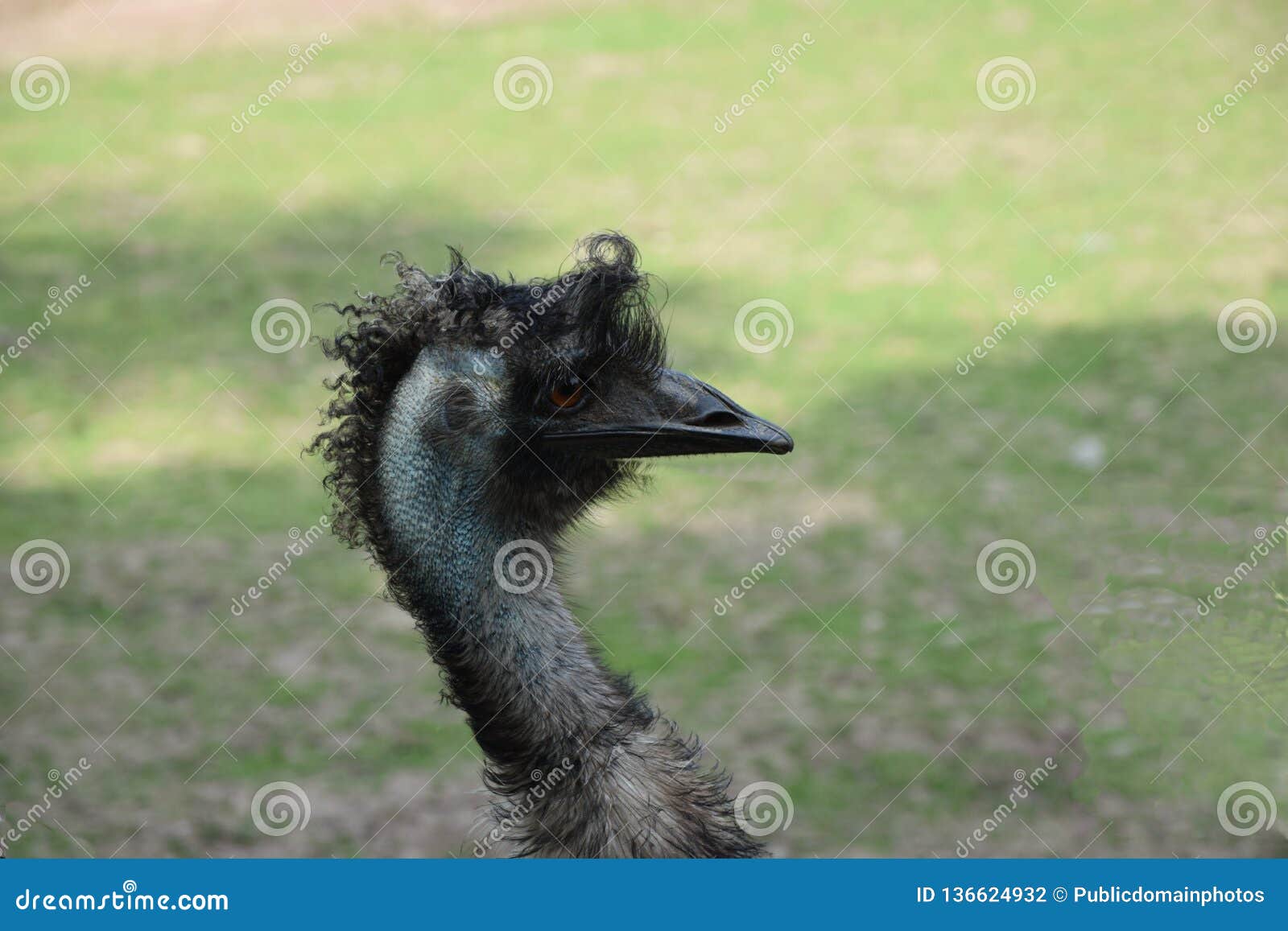 Emu, Ratite, Bird, Ostrich Picture. Image: 136624932