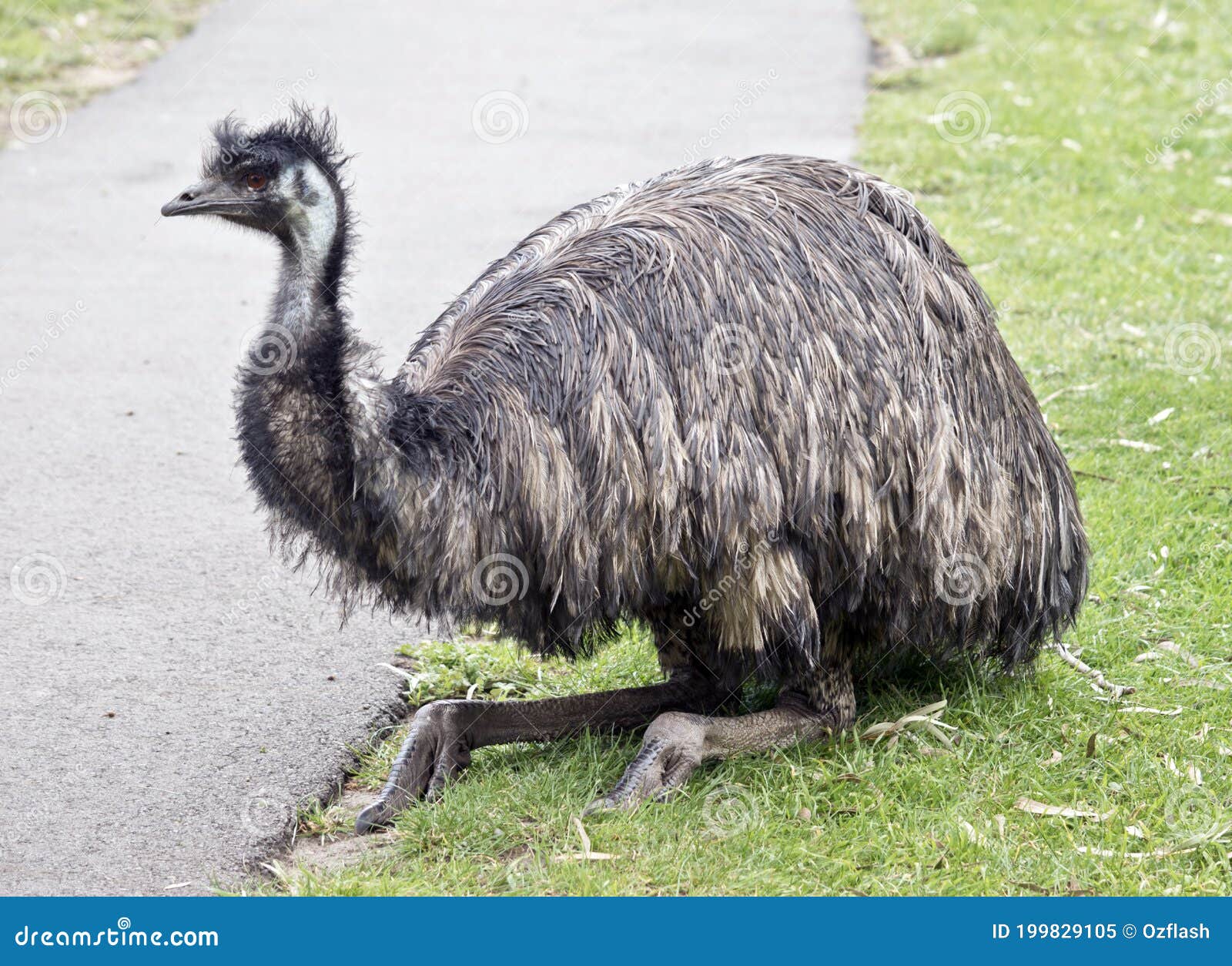 The Emu is Resting on the Grass Stock Image - Image of animal, legs ...