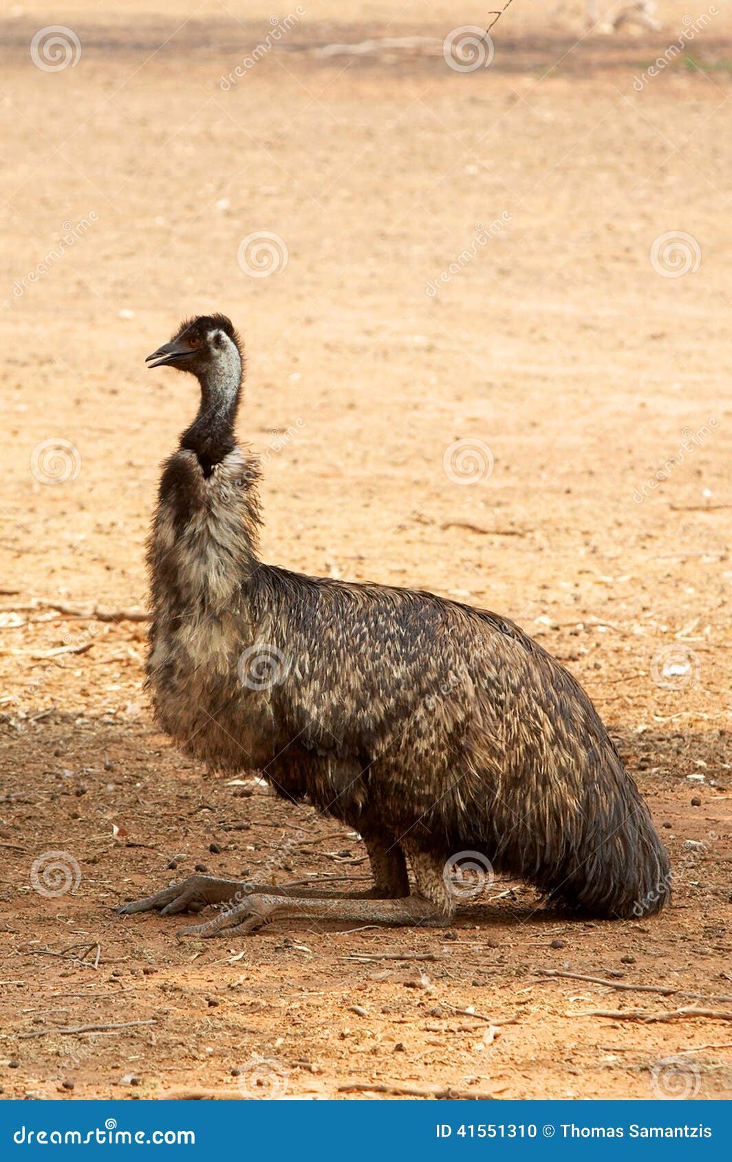 Emu resting in shade stock photo. Image of plumage, shade - 41551310