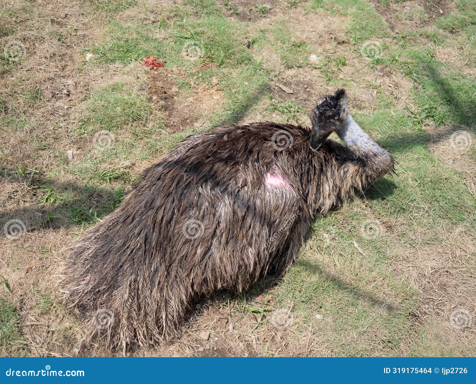 Emu (Rhea Americana), Also Known As the Common Emu Lay Down at the ...