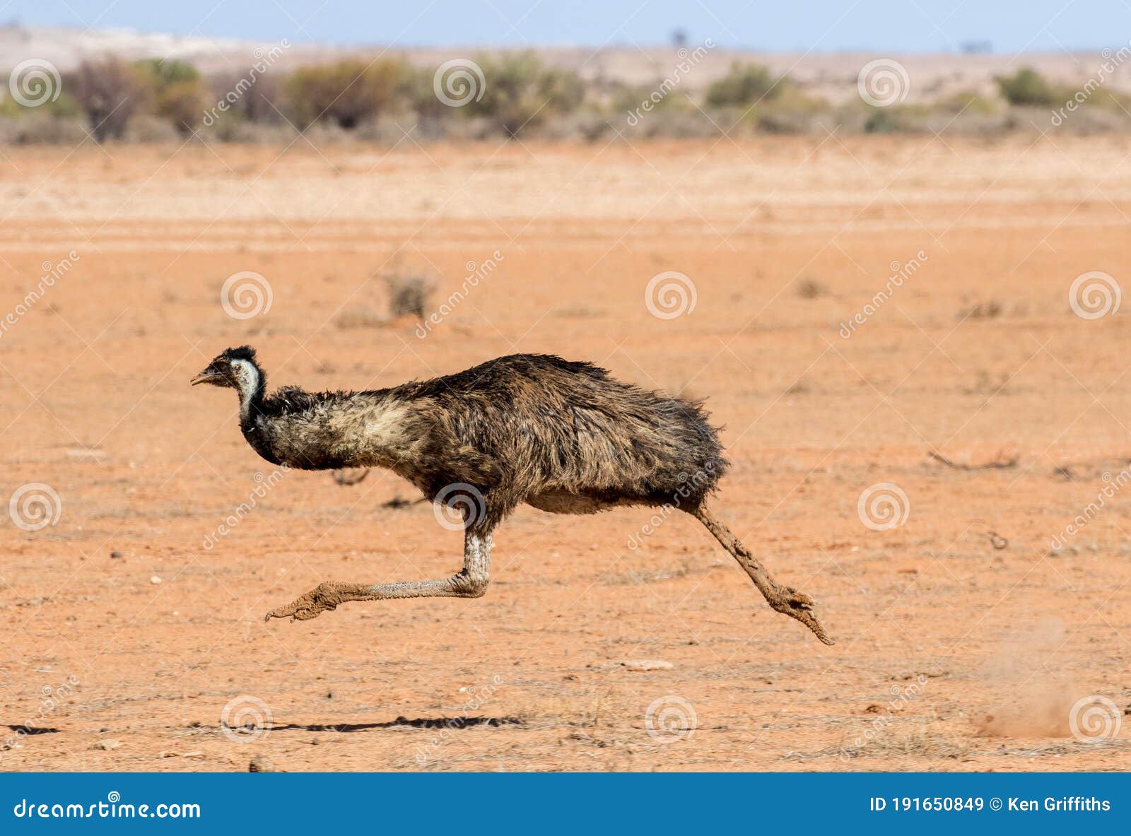 Emu stock image. Image of running, open, nature, dromaius - 191650849