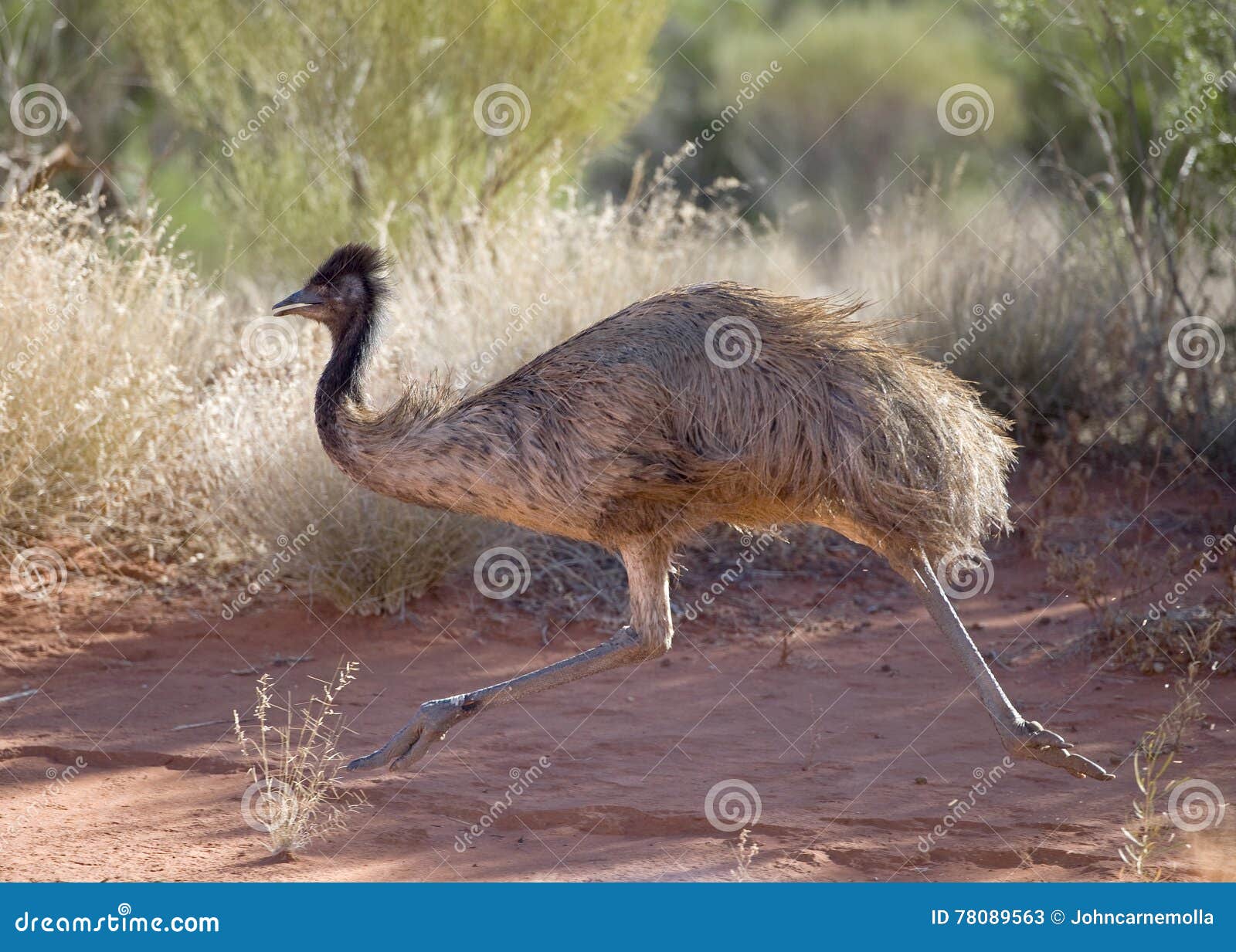 Emu running stock image. Image of nature, bird, australias - 78089563