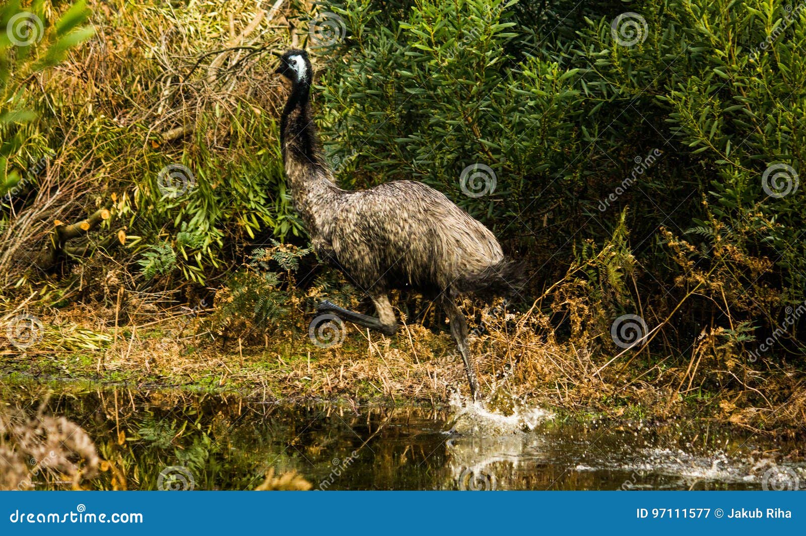 Emu stock image. Image of puddle, natural, covered, running - 97111577