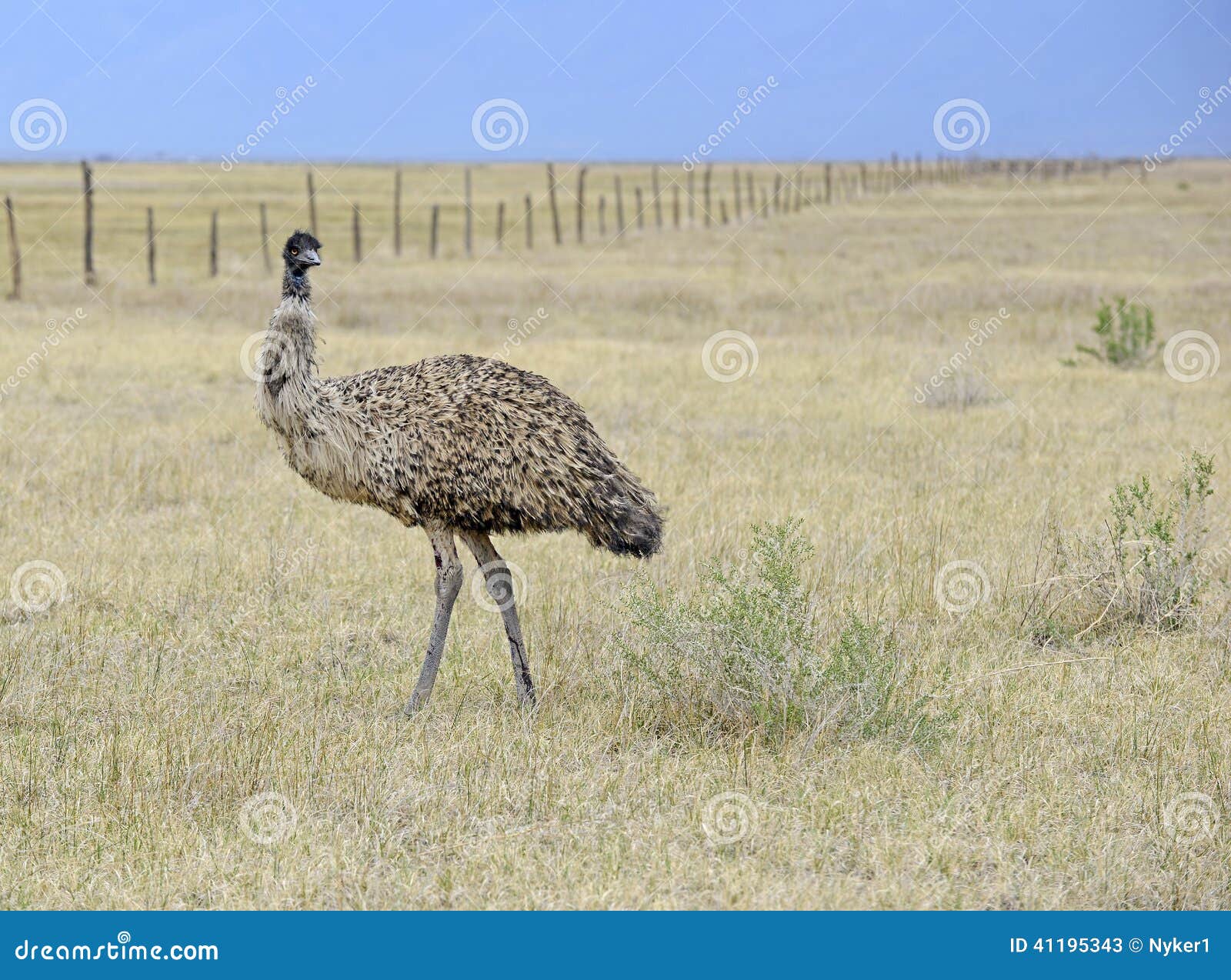 Emu in rural environment stock image. Image of grass - 41195343