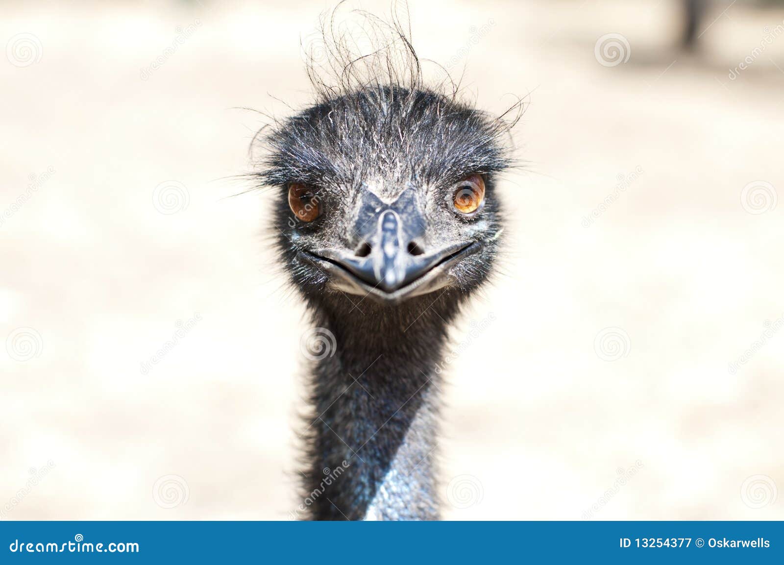 Emu s face stock image. Image of grey, detail, natural - 13254377