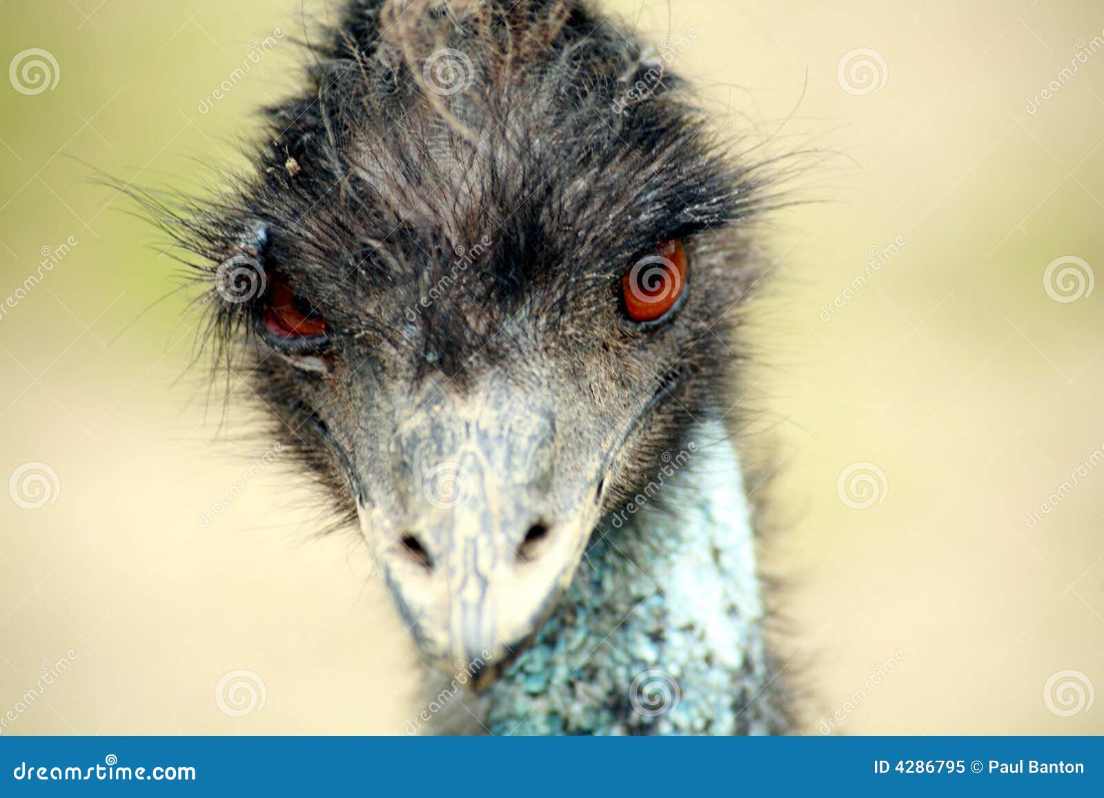 Emu s Head stock image. Image of birds, australian, head - 4286795