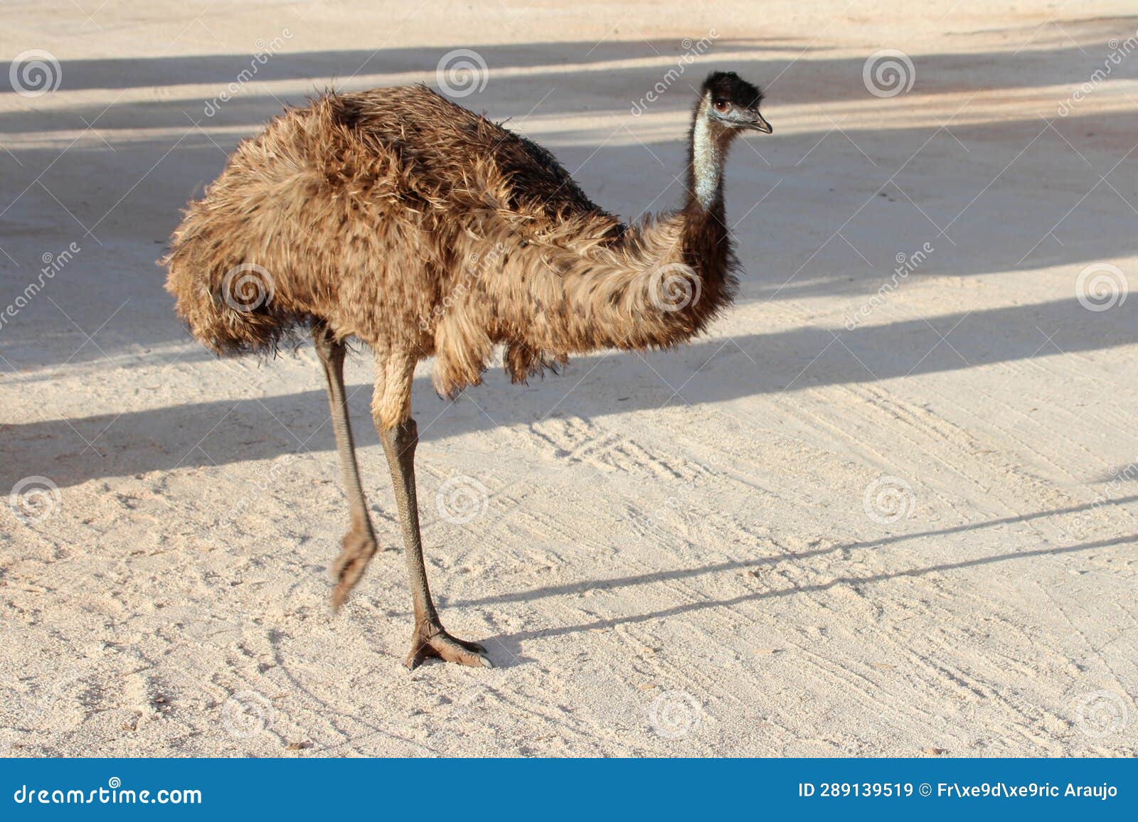 Emu - Shark Bay - Australia Stock Image - Image of australian, neck ...