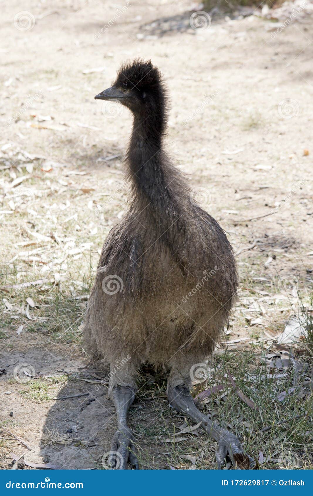 The emu is sitting down stock image. Image of bill, plumage - 172629817